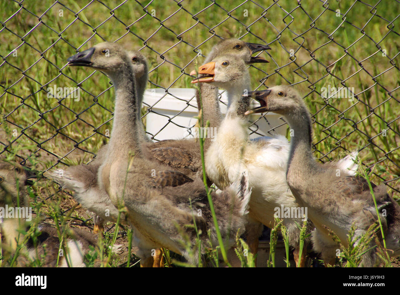 animal bird animals birds beak geese goose beaks cute animal bird green ...