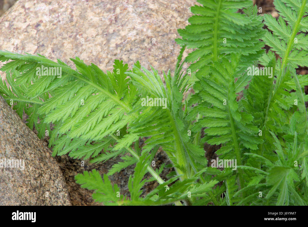 poppy leaves - leaves from oriental poppy 02 Stock Photo - Alamy