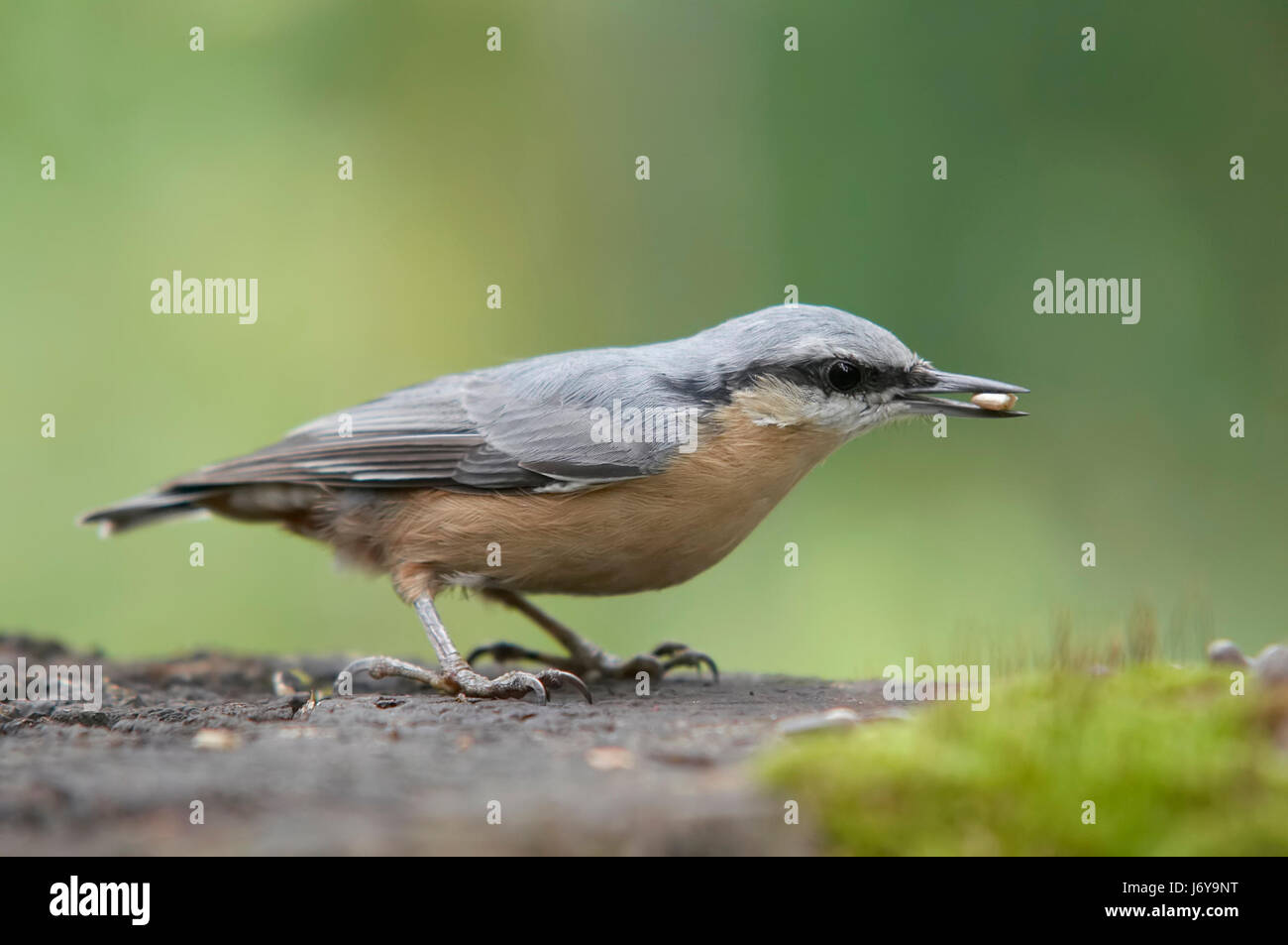 bird wings eating eat eats animal bird beak glutton wolverine wings ...