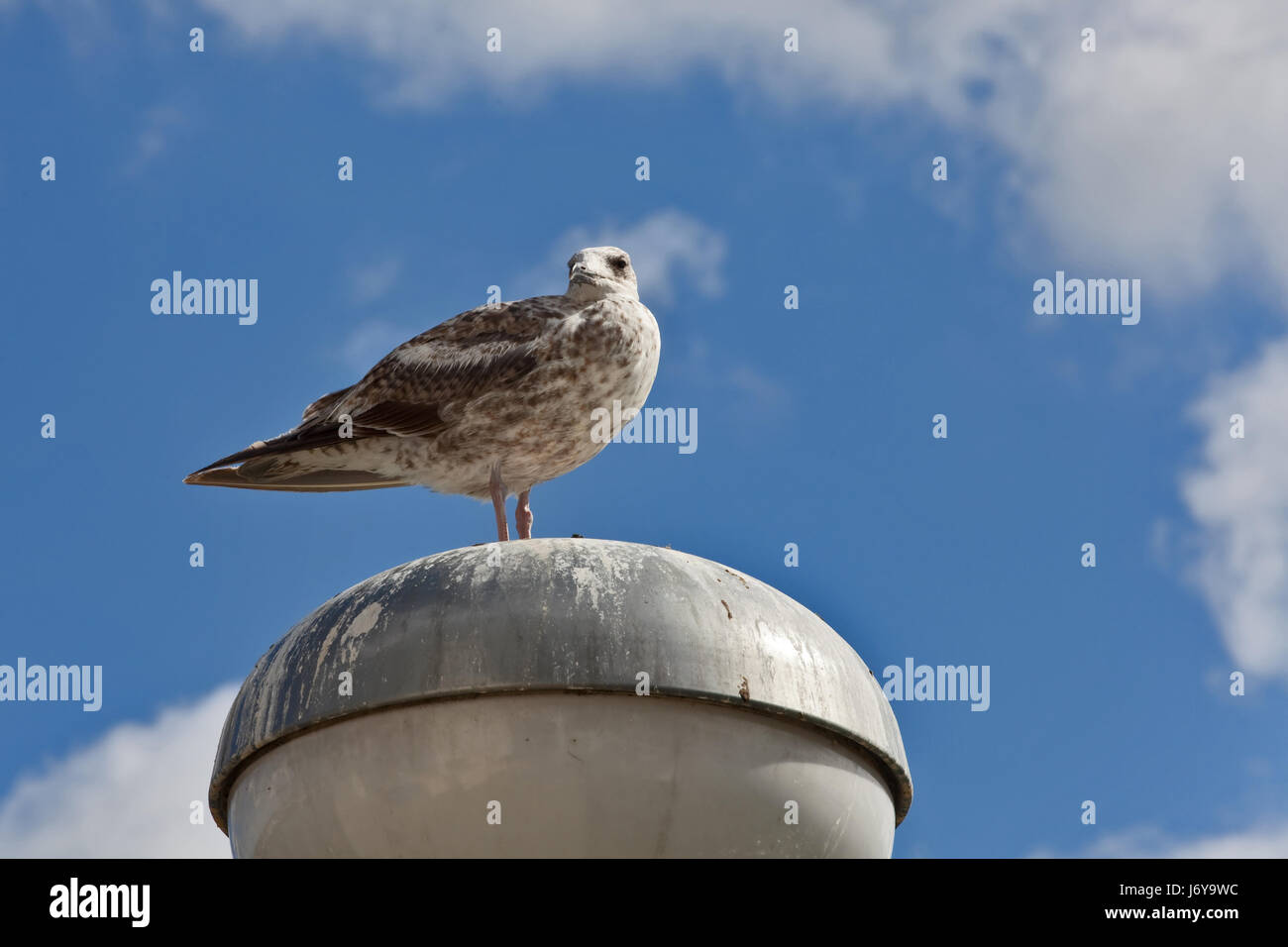 Animal observation post hi-res stock photography and images - Alamy