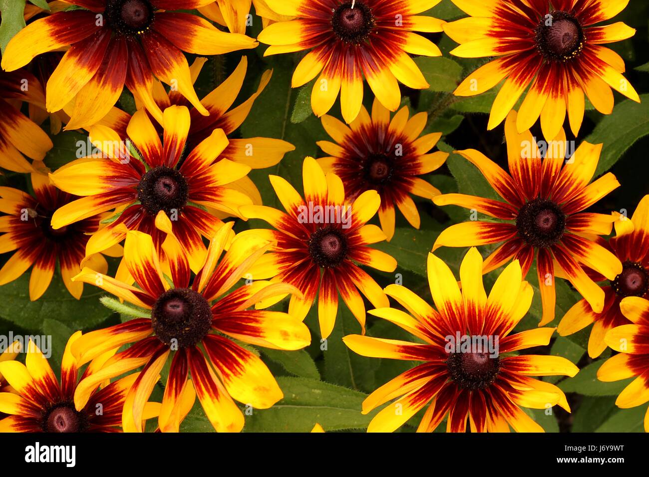 shine shines bright lucent light serene luminous flower plant bloom ...