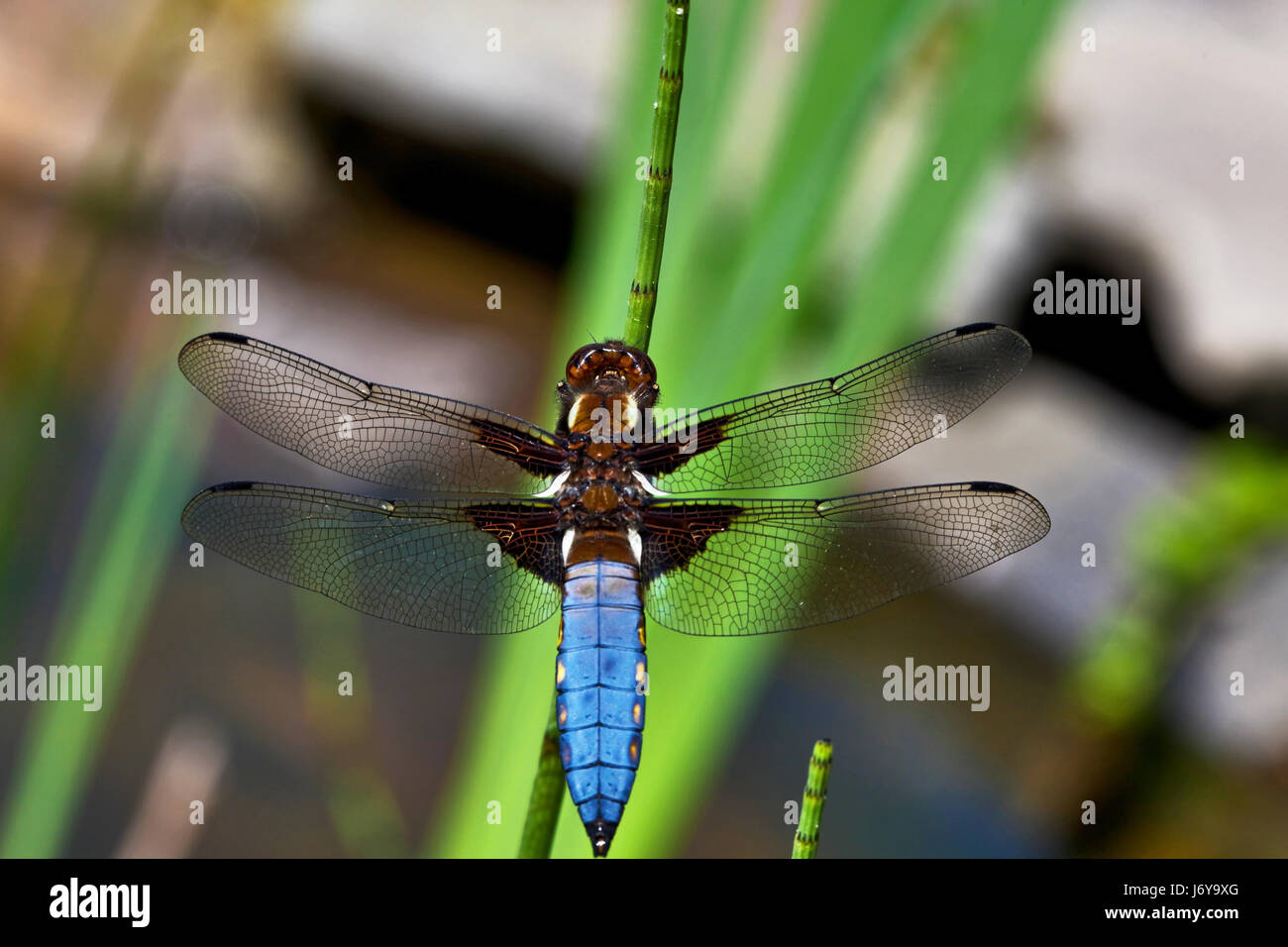 Dragonfly Helicopter High Resolution Stock Photography and Images - Alamy