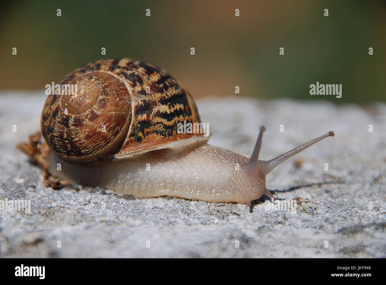 snail edible snail snail shell antenna snail mucous at a crawl edible ...