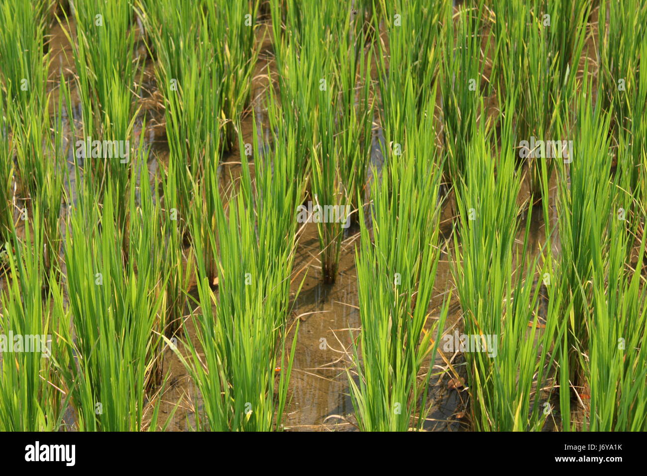 food aliment agriculture farming thailand paddy field rice food aliment ...