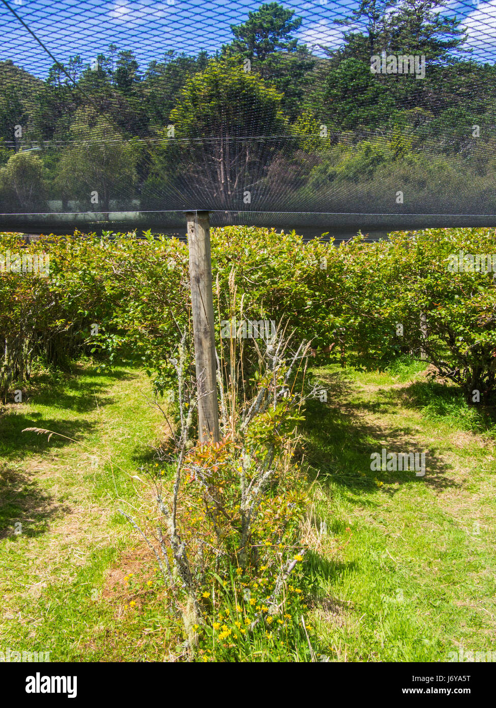 Netting Over The Blueberry Bushes On A Blueberry Farm Stock Photo - Alamy