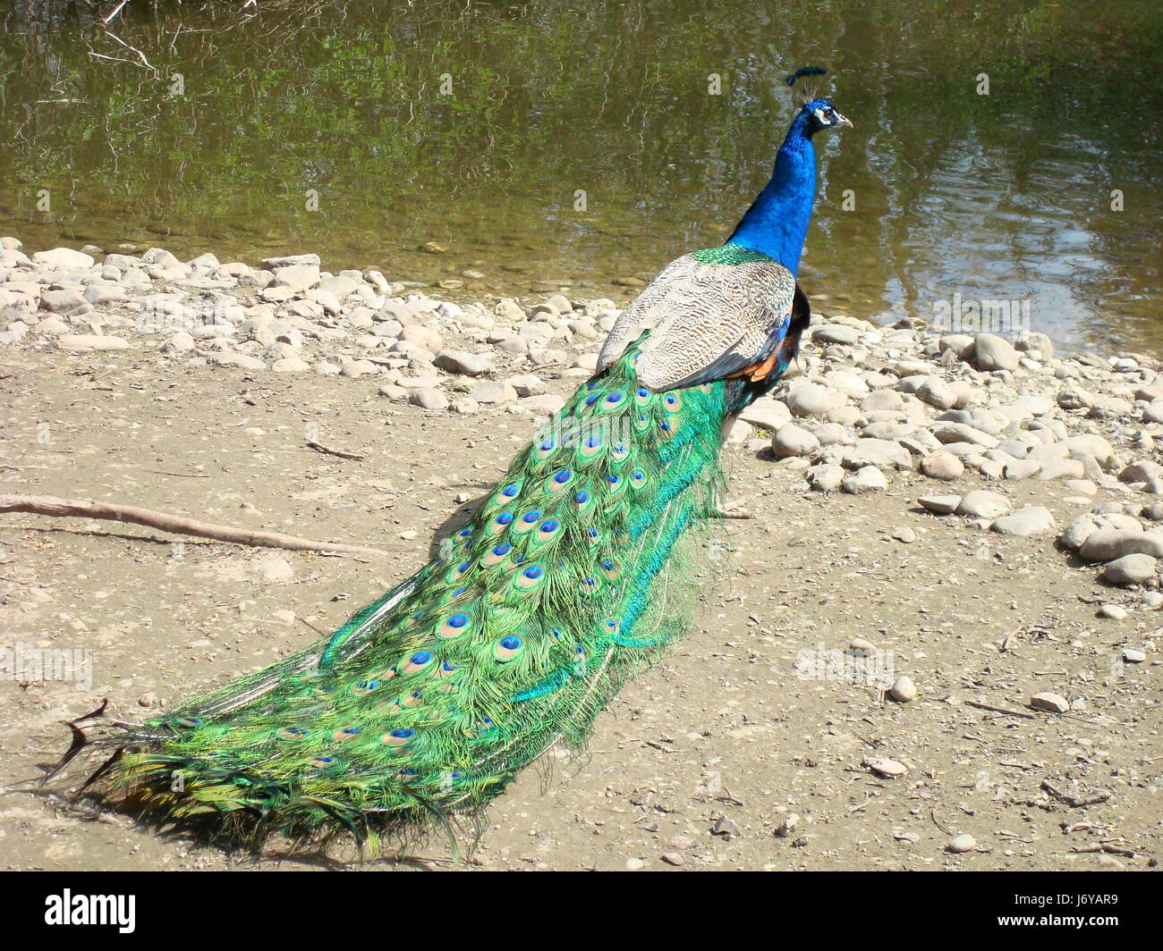 blue indian peacock from behind Stock Photo - Alamy