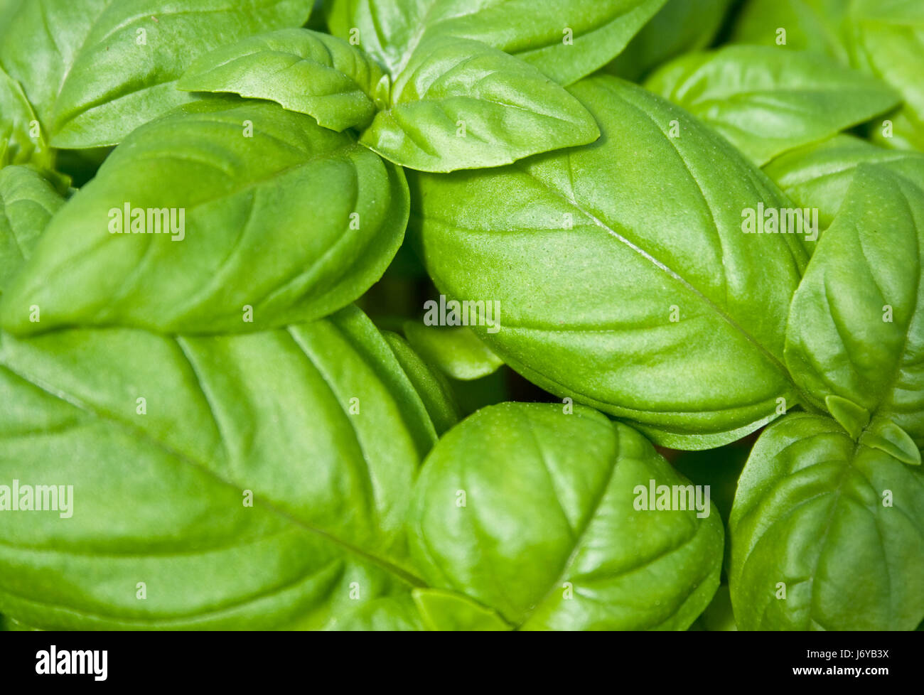 agriculture farming aromatic basil botanical backdrop background food ...