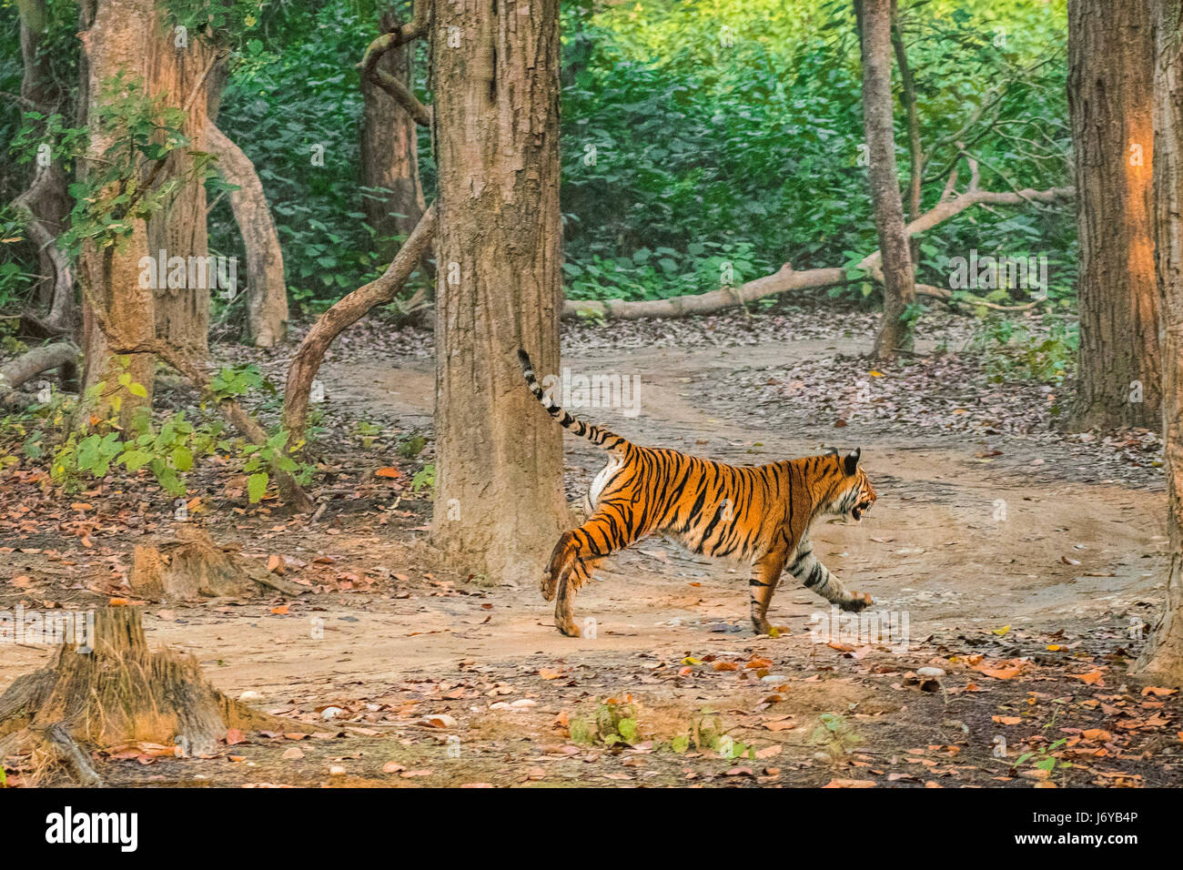 India tiger bengal running hi-res stock photography and images - Alamy