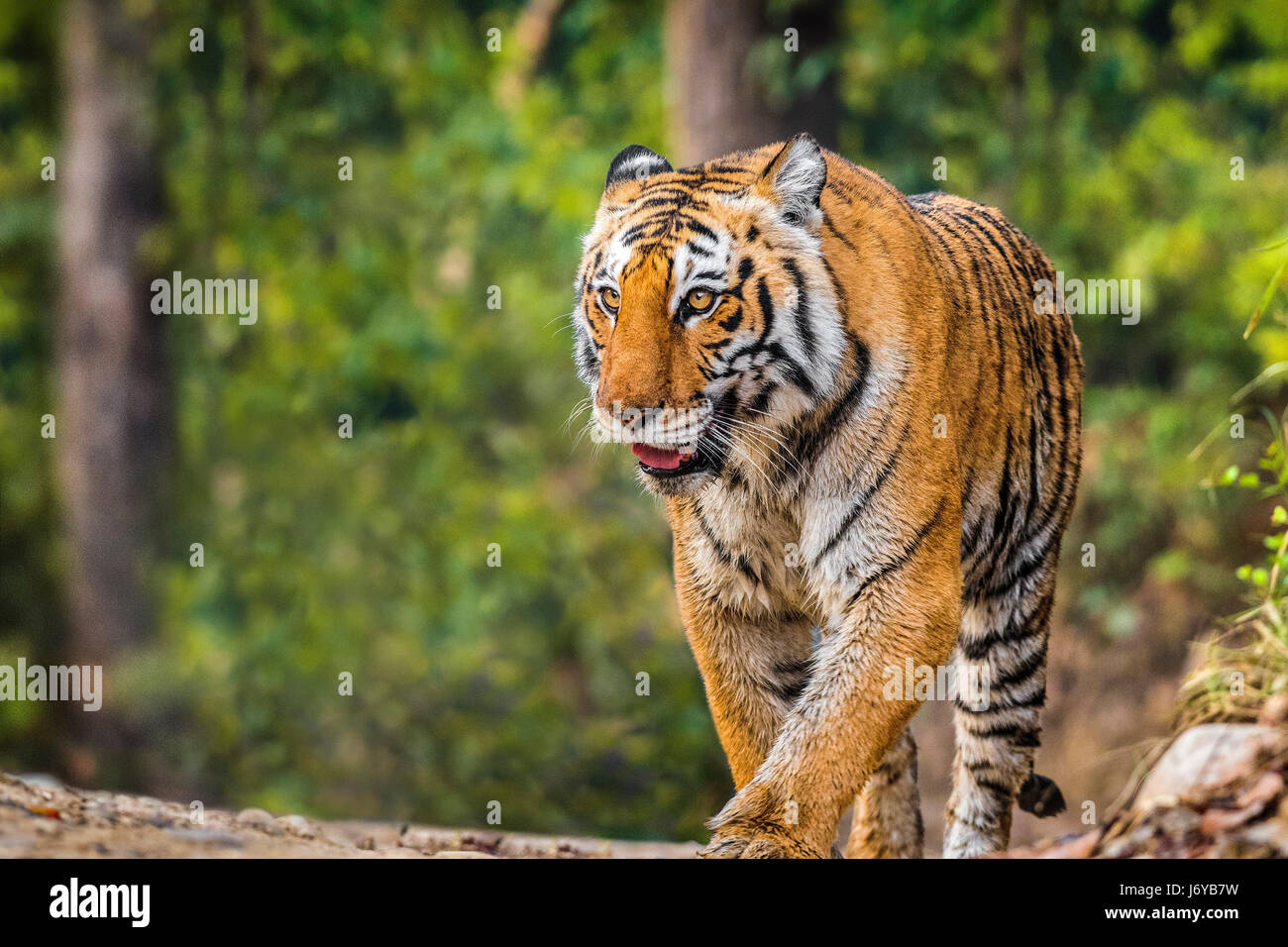 Tiger hi-res stock photography and images - Alamy