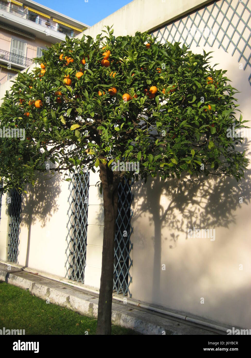 tree water mediterranean salt water sea ocean citrous fruit oranges ...