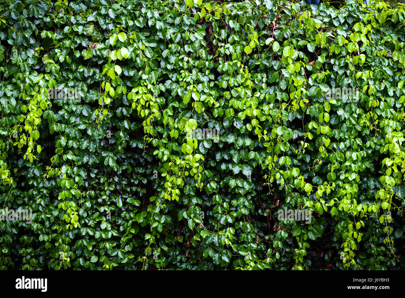 Ivy wall texture hi-res stock photography and images - Alamy
