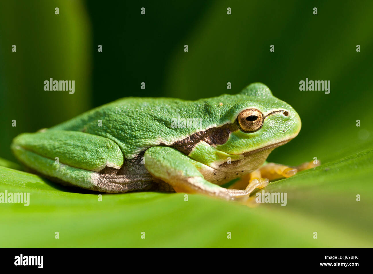 leaf animal green animals small tiny little short shrub amphibians frog ...