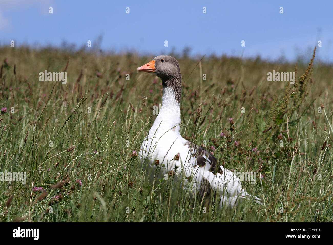bucolic farm animal idyll goose meadow old bucolic pet idyllic clover ...
