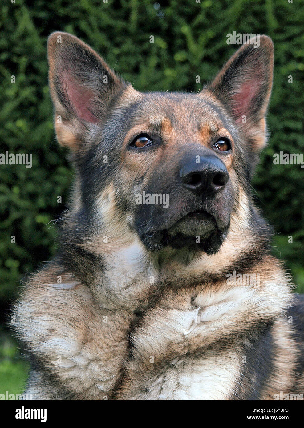 Are German Shepherds Strong