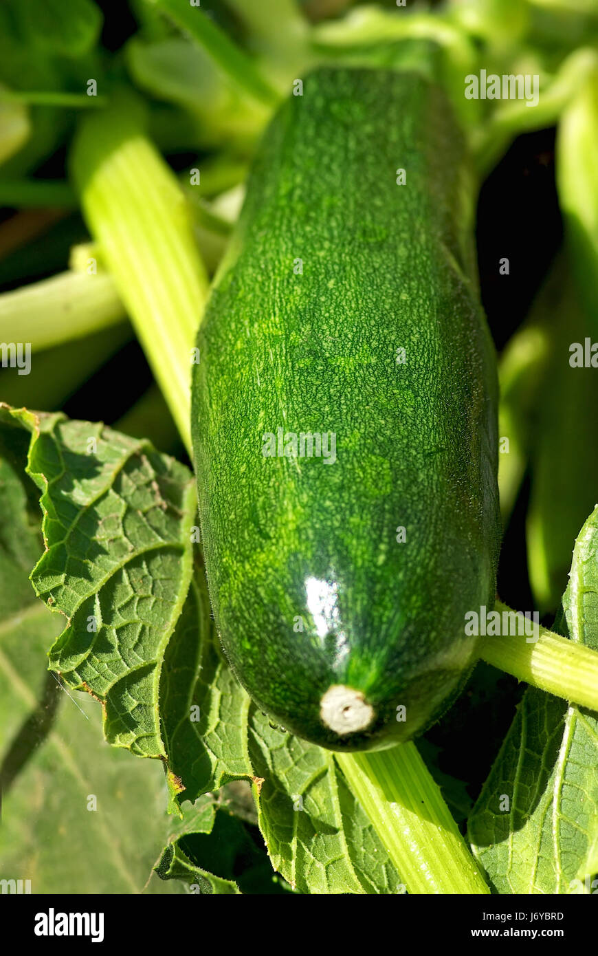 agriculture farming freshness vegetable vegetarian lawn green courgette ...