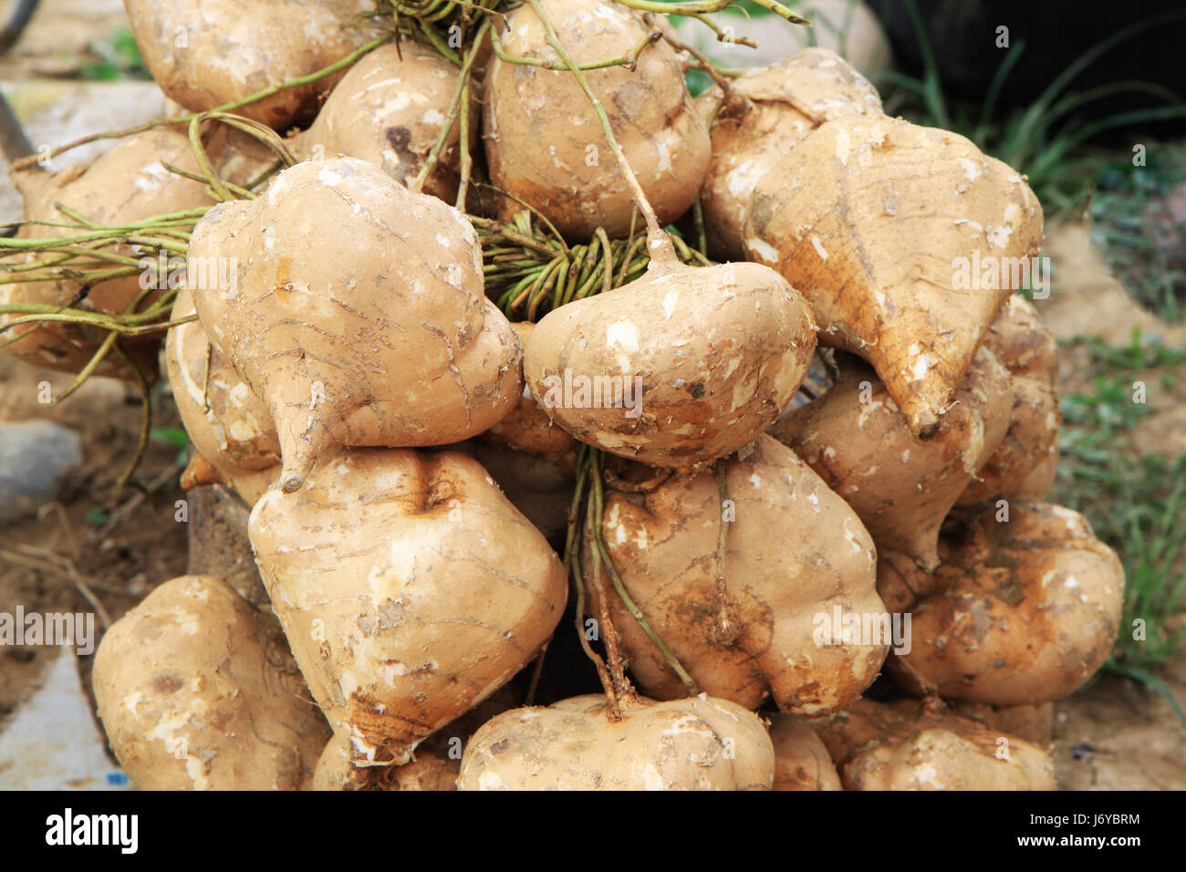 Yambohne hi-res stock photography and images - Alamy