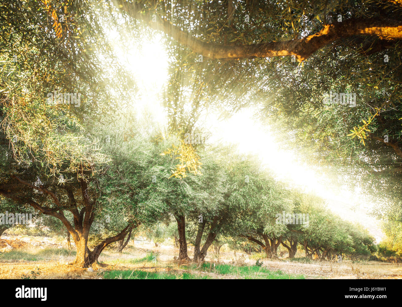 Sunlight shining through the olive trees in the garden Stock Photo - Alamy