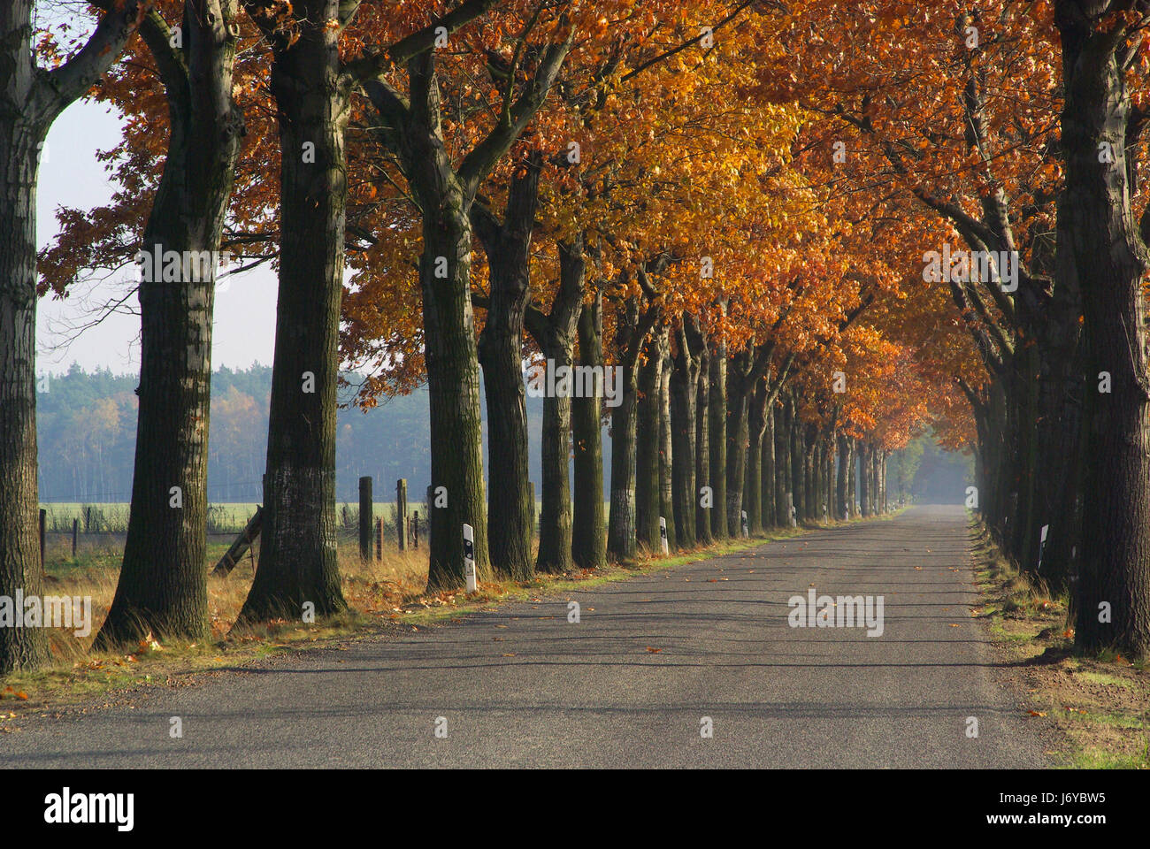 tree brown brownish brunette oak avenue street road fall autumn leaf ...