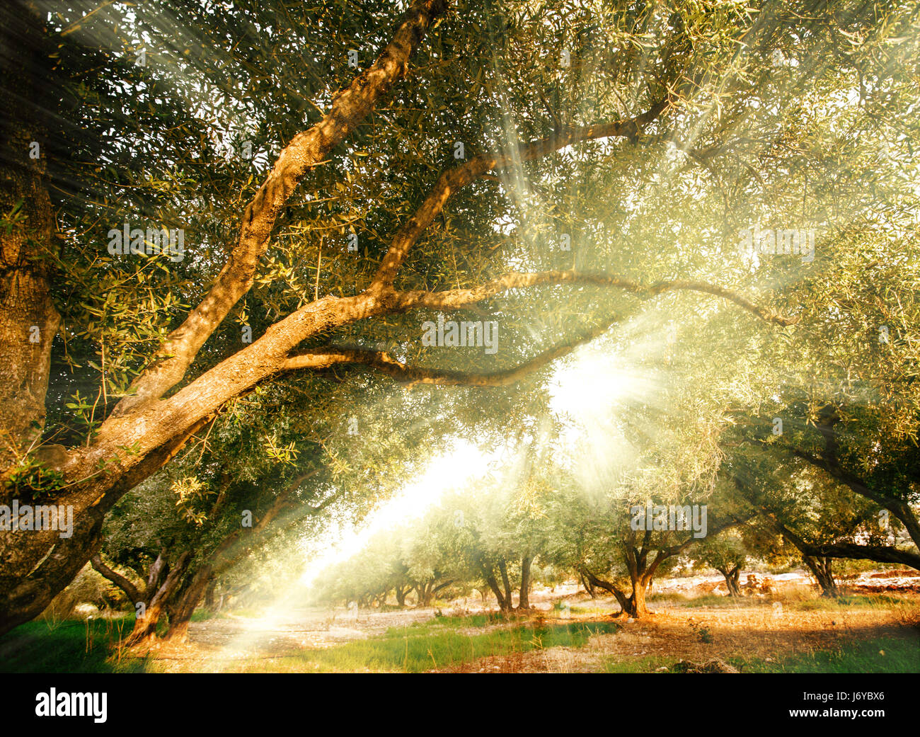 Sunlight shining through the olive trees in the garden Stock Photo - Alamy