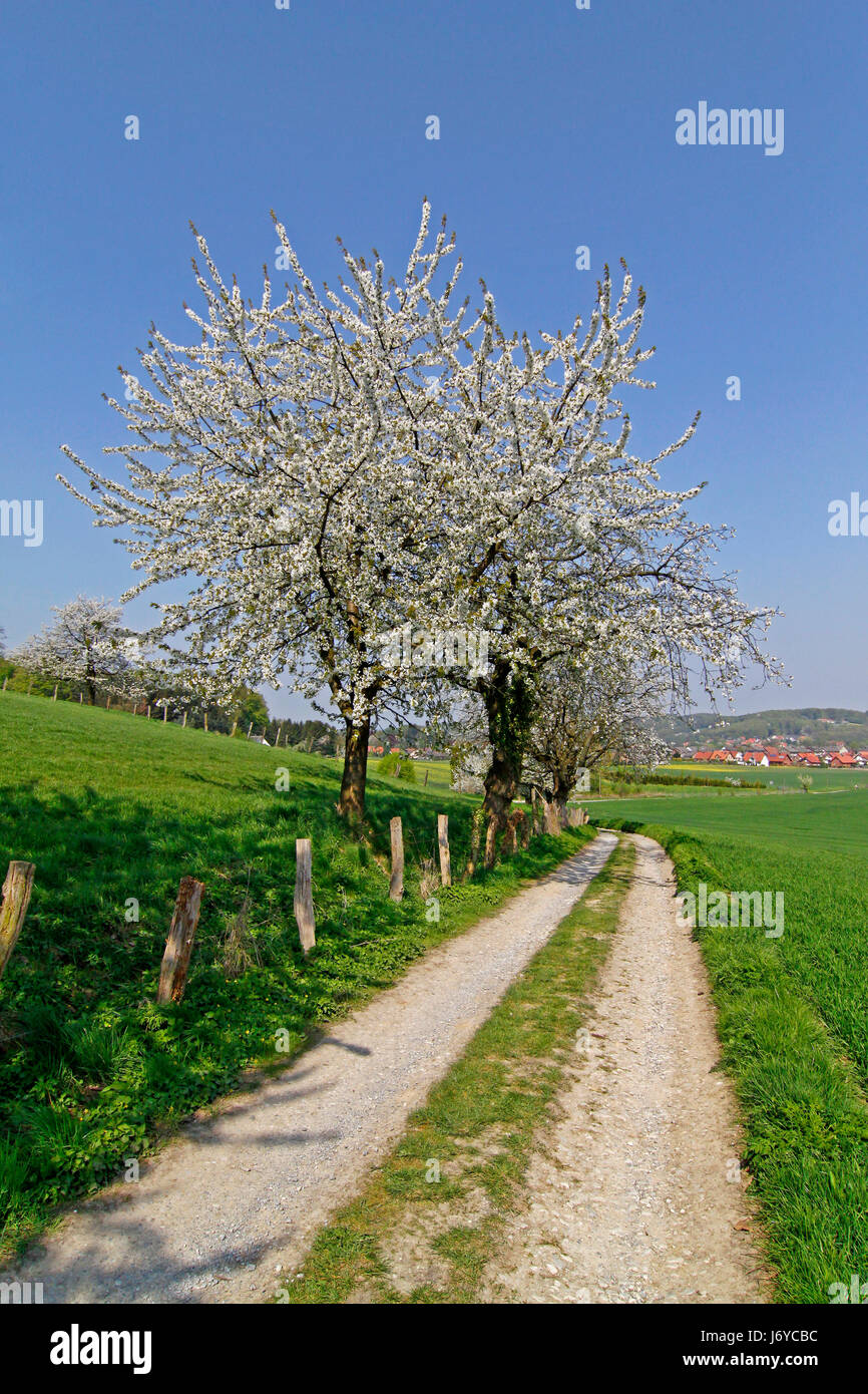 dirt road spring lower saxony cherry tree path way scenery countryside ...