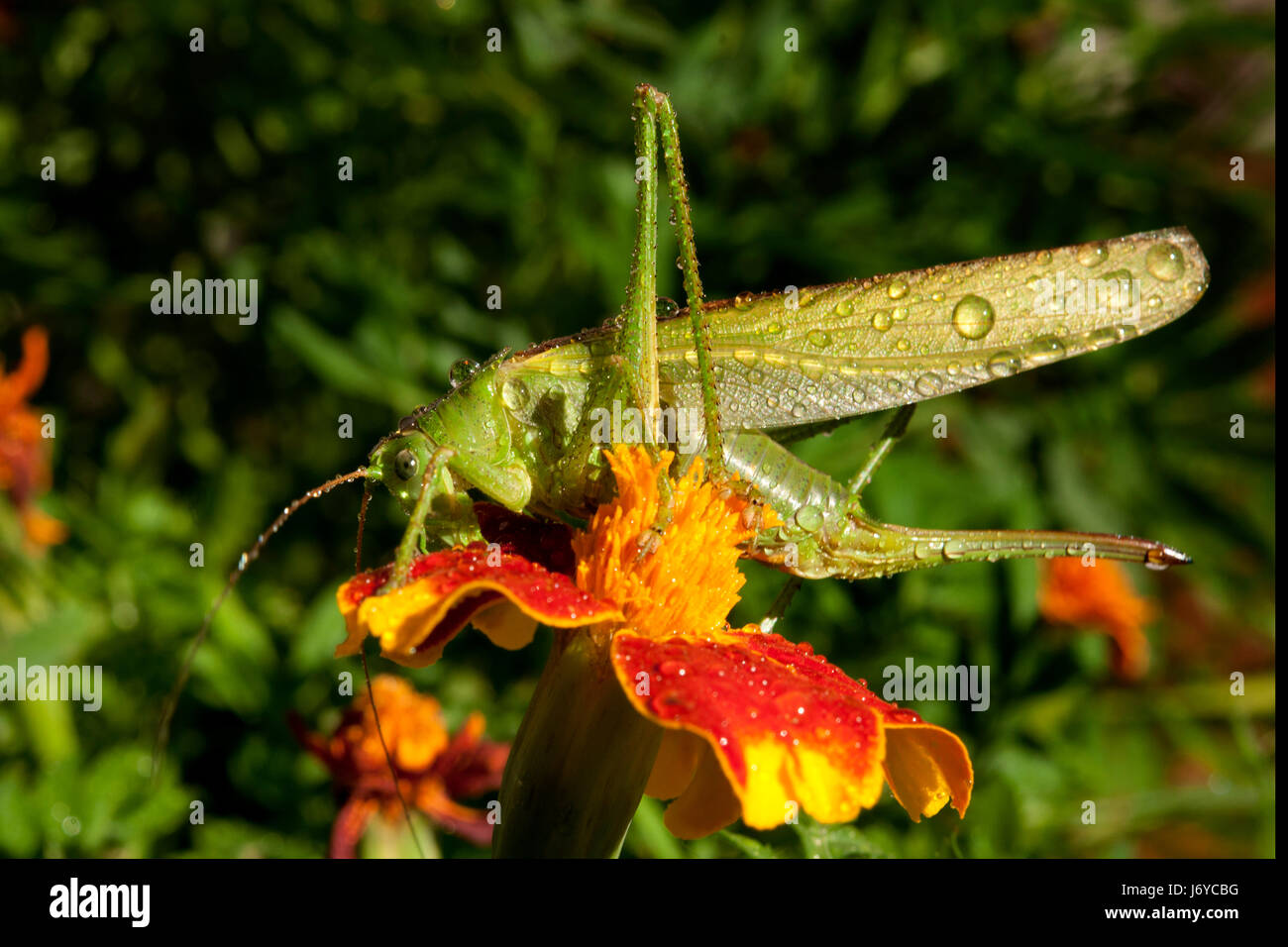 insects green dew dewdrop grasshopper water drop drip drops seeping ...
