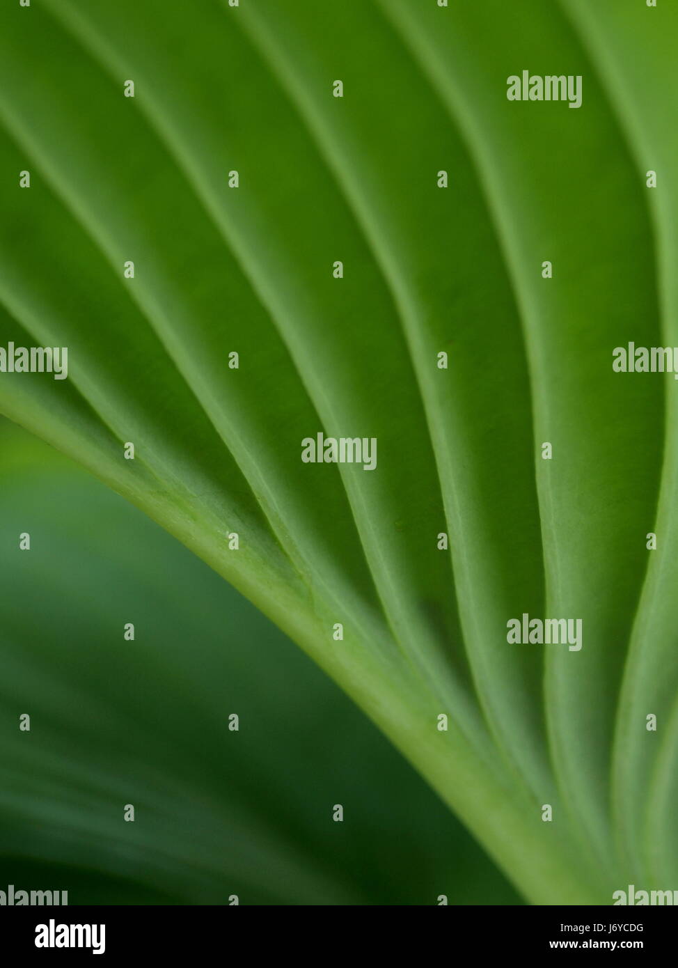 chlorophyll graphic abstract page sheet green chlorophyll graphic ...