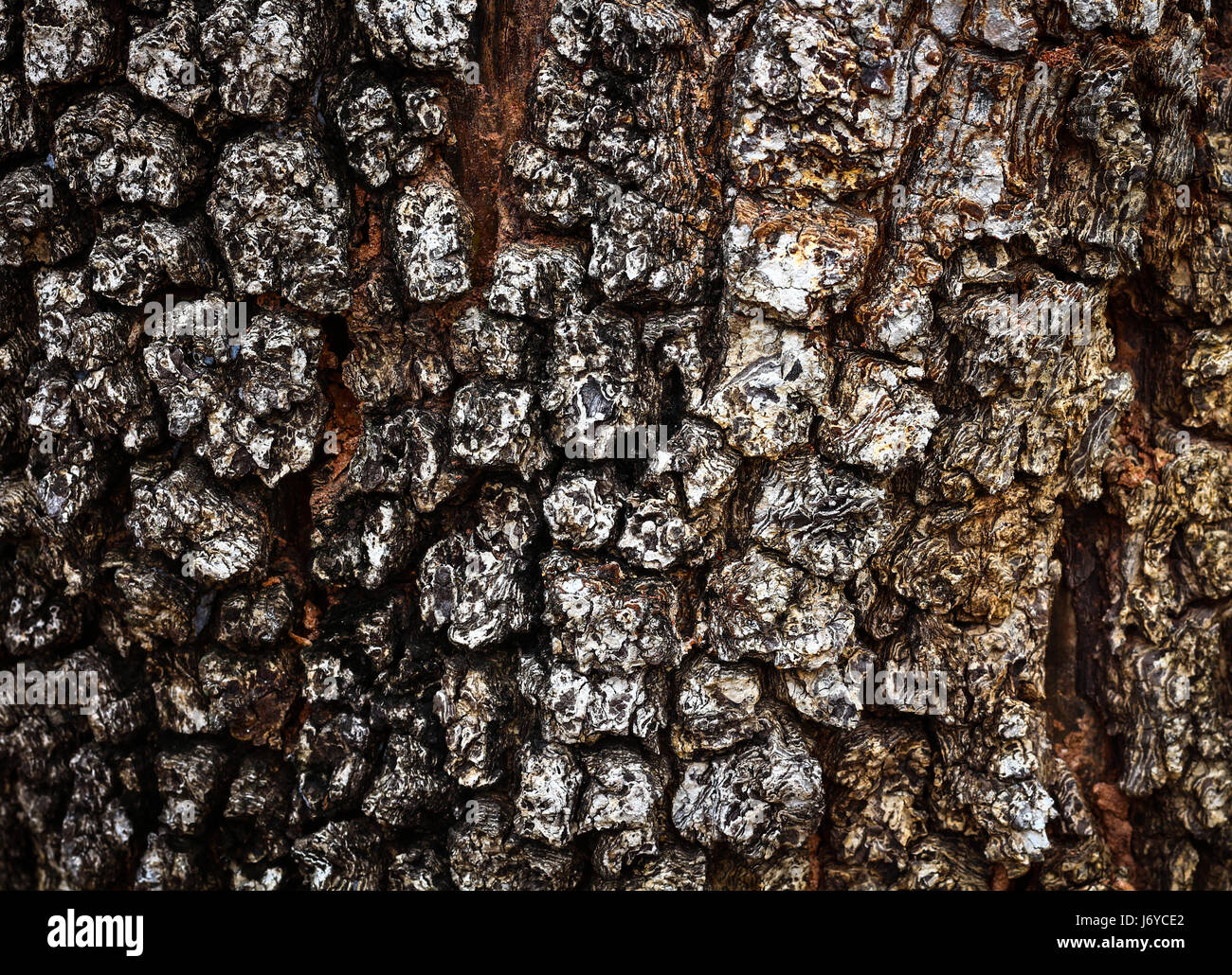 bark wood texture crack detail and strong contrast Stock Photo - Alamy