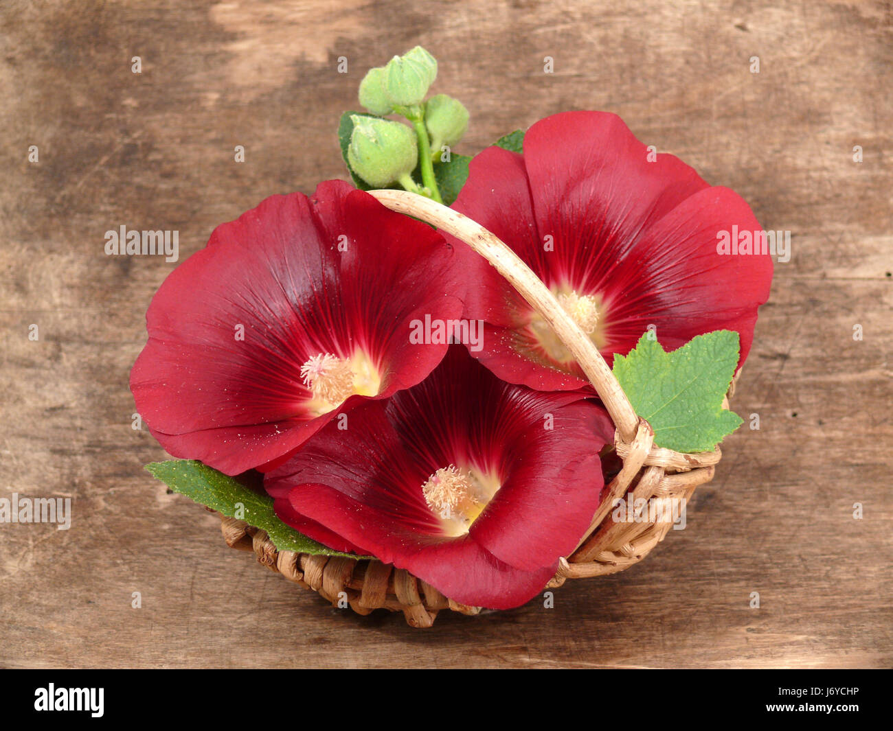 Garten pappelrose hi-res stock photography and images - Alamy