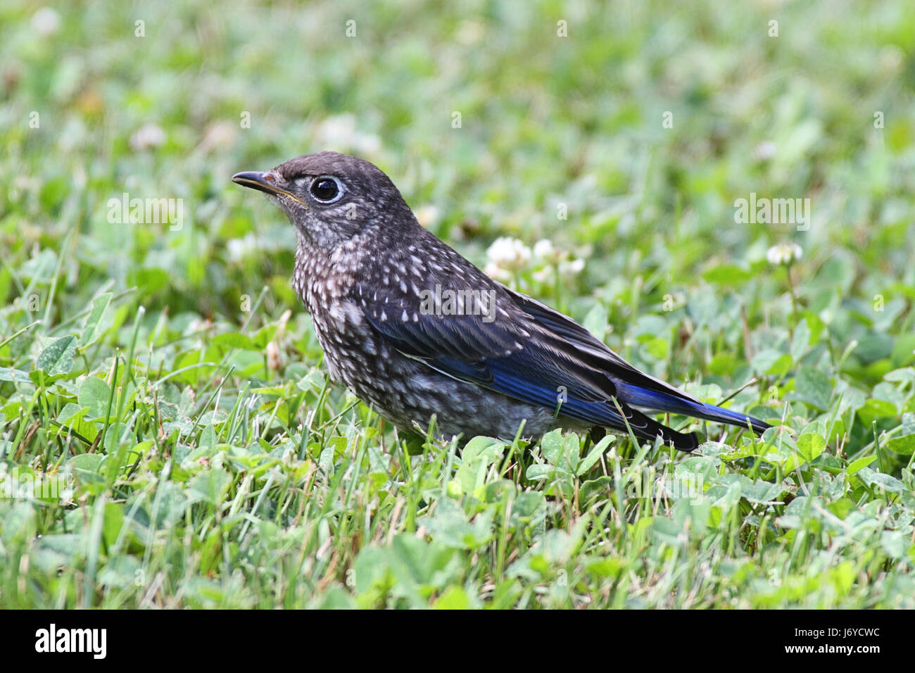 blue bird wild wildlife eastern nature blue animal bird fauna wild ...