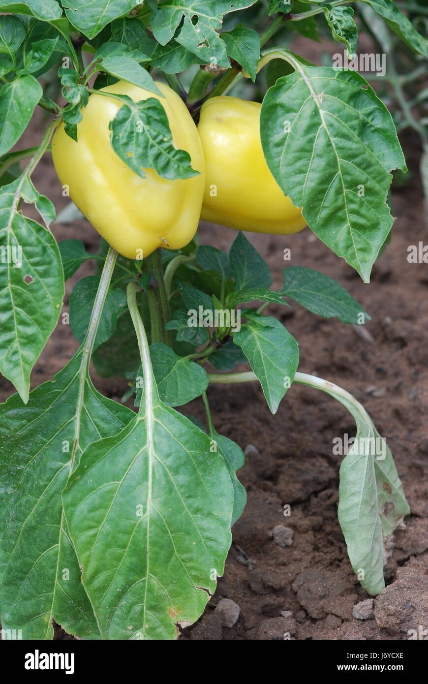 pepper plant (capsicum Stock Photo - Alamy