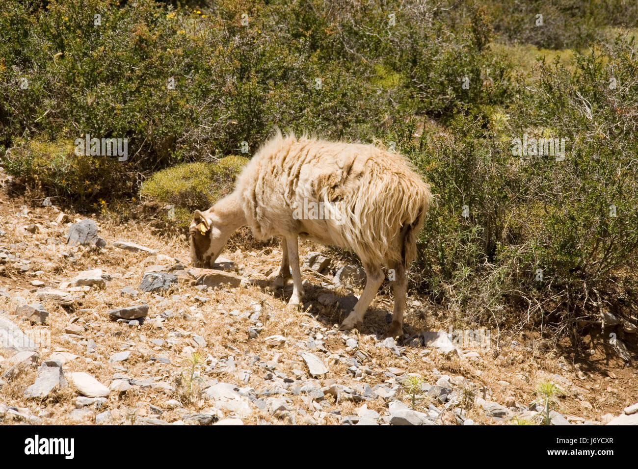 crete sheep grazing Stock Photo - Alamy