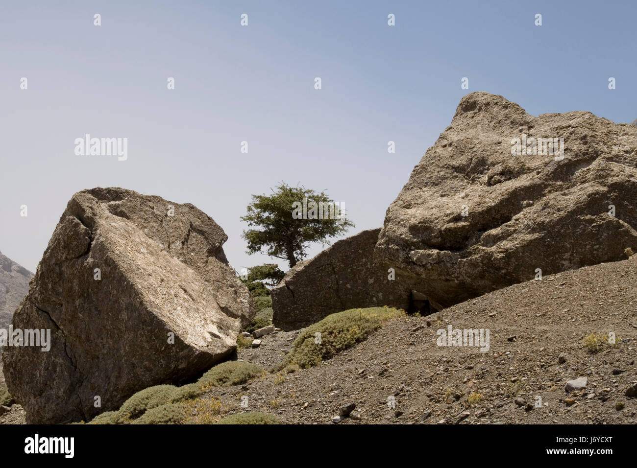 crete tree among the rocks Stock Photo - Alamy