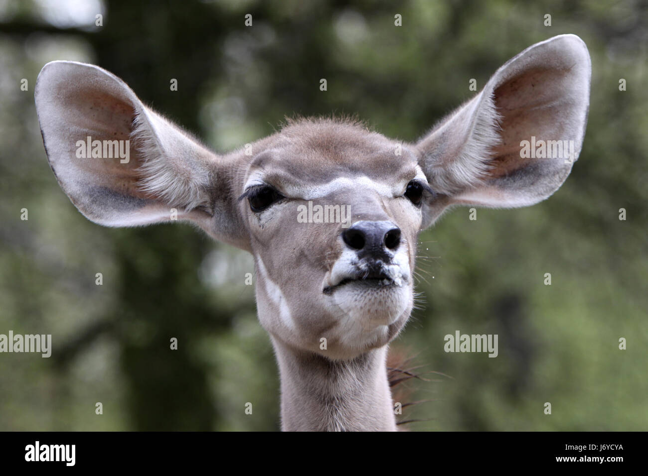 cow antelope female bigger animal mammal brown brownish brunette africa ...
