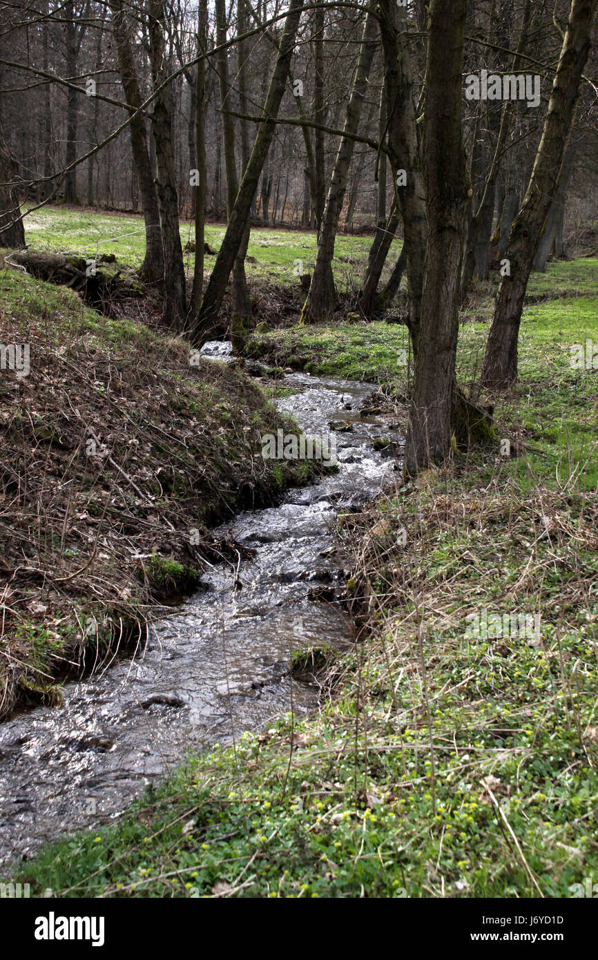 tree trees waters stream forest river water tree trees flow waters ...