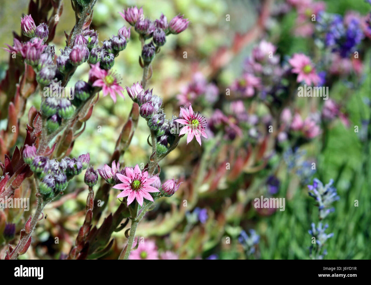 Monokarp hi-res stock photography and images - Alamy