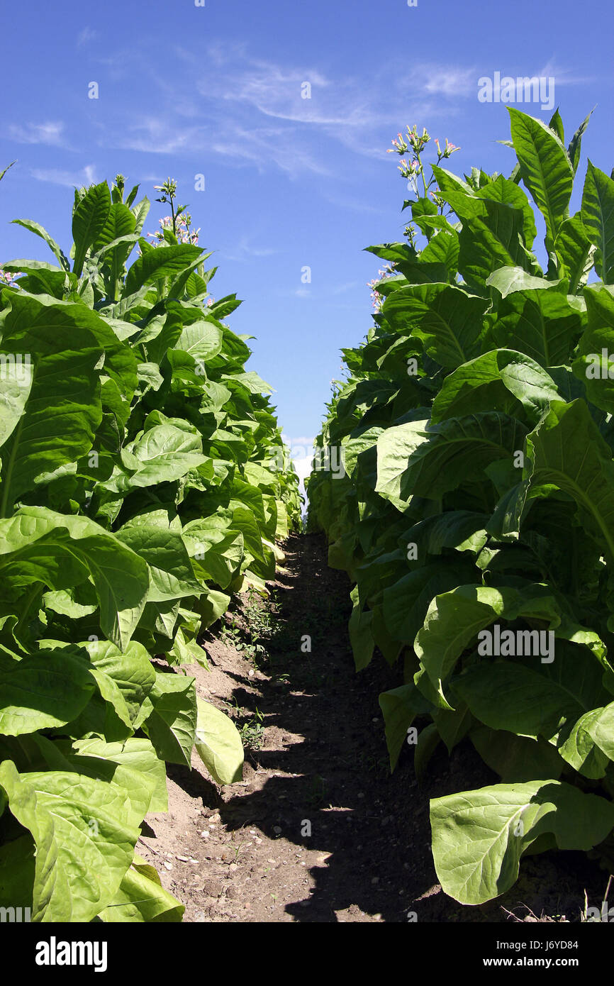 agriculture farming tobacco cultivation of tobacco plant agrarian plant ...