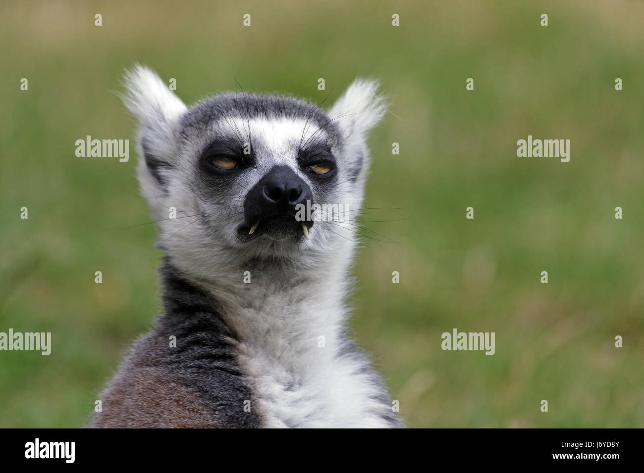 animal monkey eye organ ears skin tooth lemur nature animal monkey eye ...