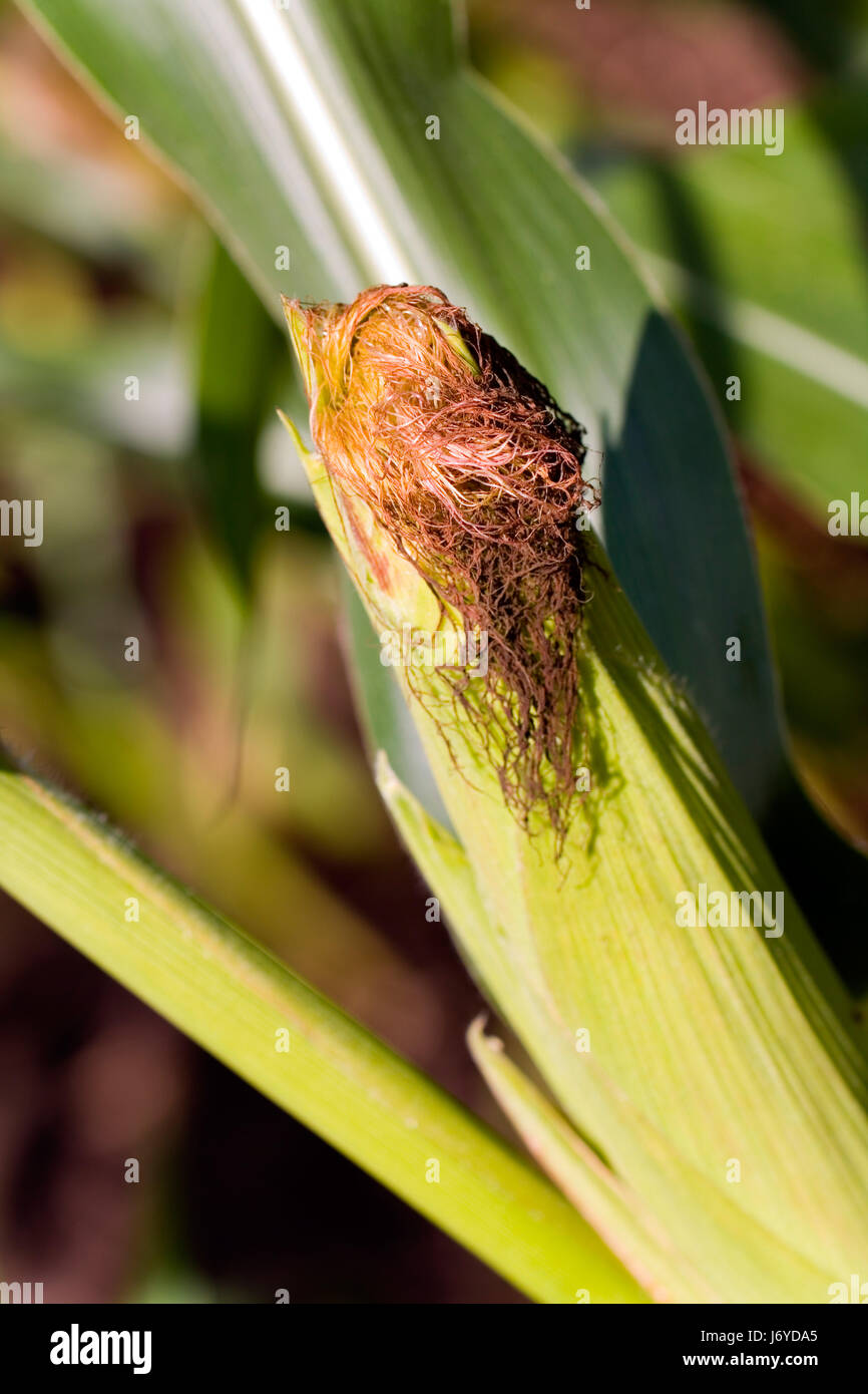 agrarian agriculture farming acre ear corn farm cornfield food aliment ...