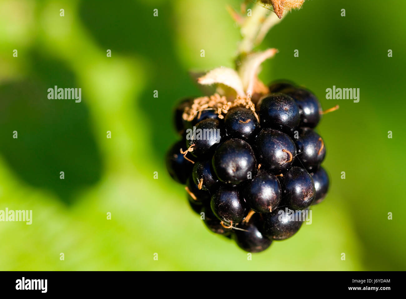 uncooked vegetarian food green progenies fruits fruit violet berries ...