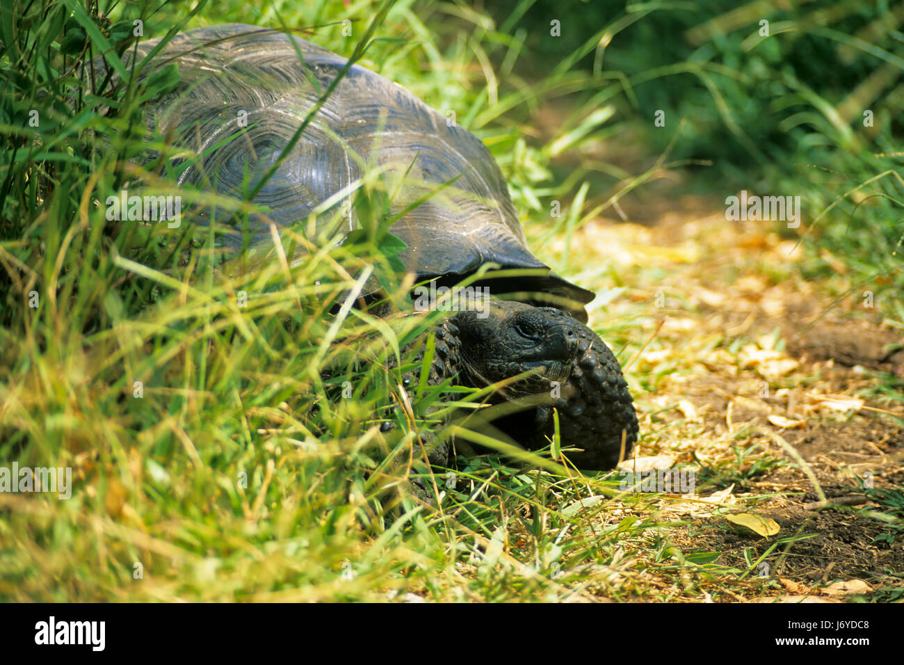 turtle tortoise reptile shy exotic wildlife tropical ecuador meadow ...