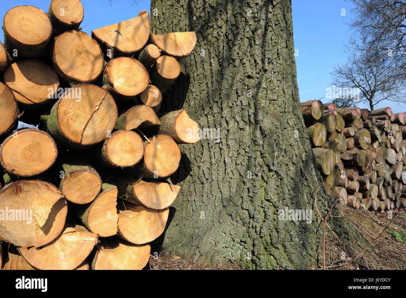 tree wood stack stacked sawn firewood conifer wood said blue pine new ...