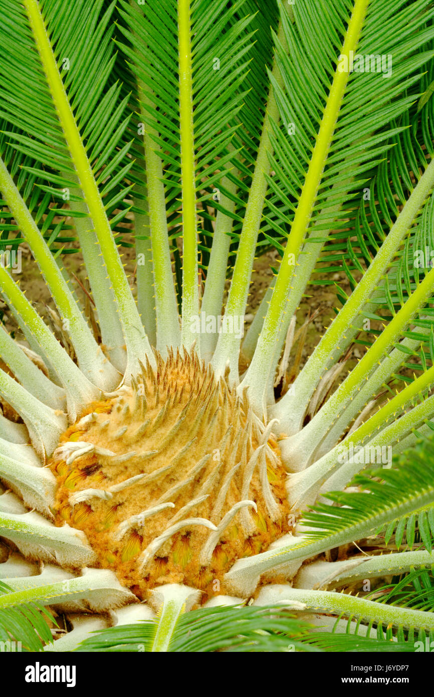 center of a young palm tree Stock Photo - Alamy