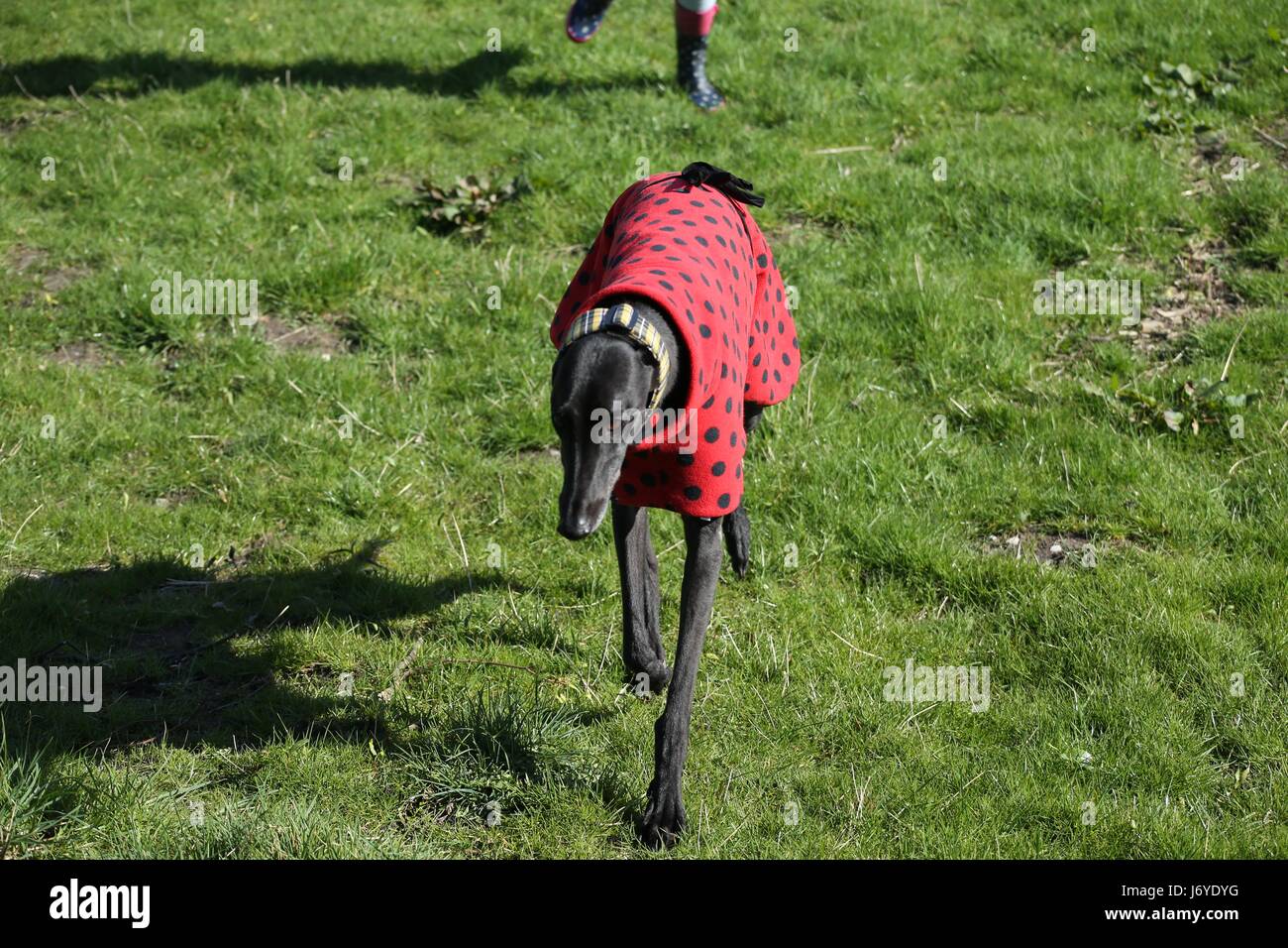 Grey lurcher hi-res stock photography and images - Alamy