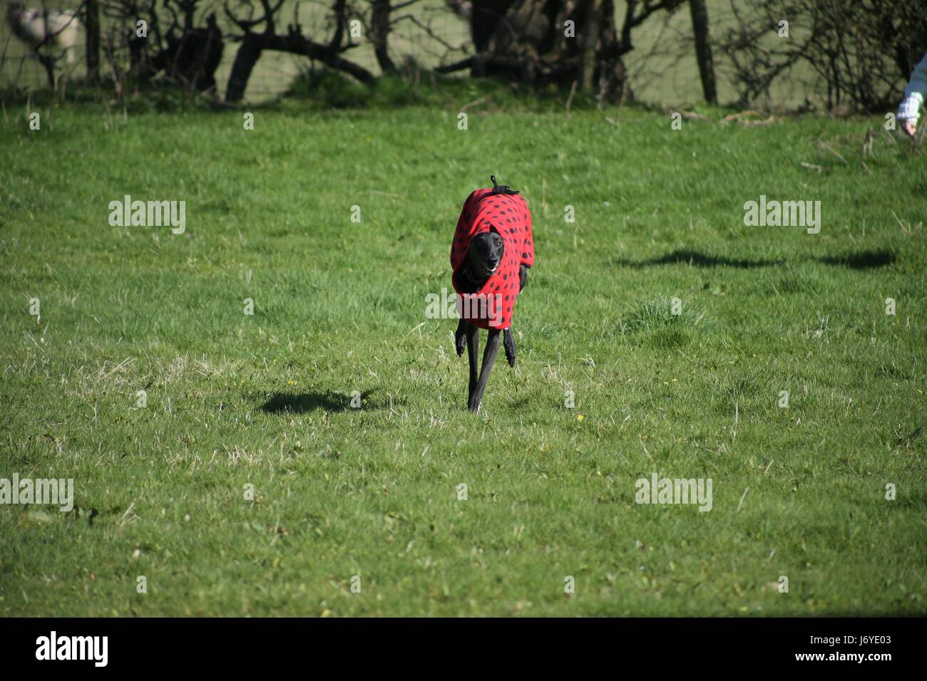 Black greyhound field hi-res stock photography and images - Alamy