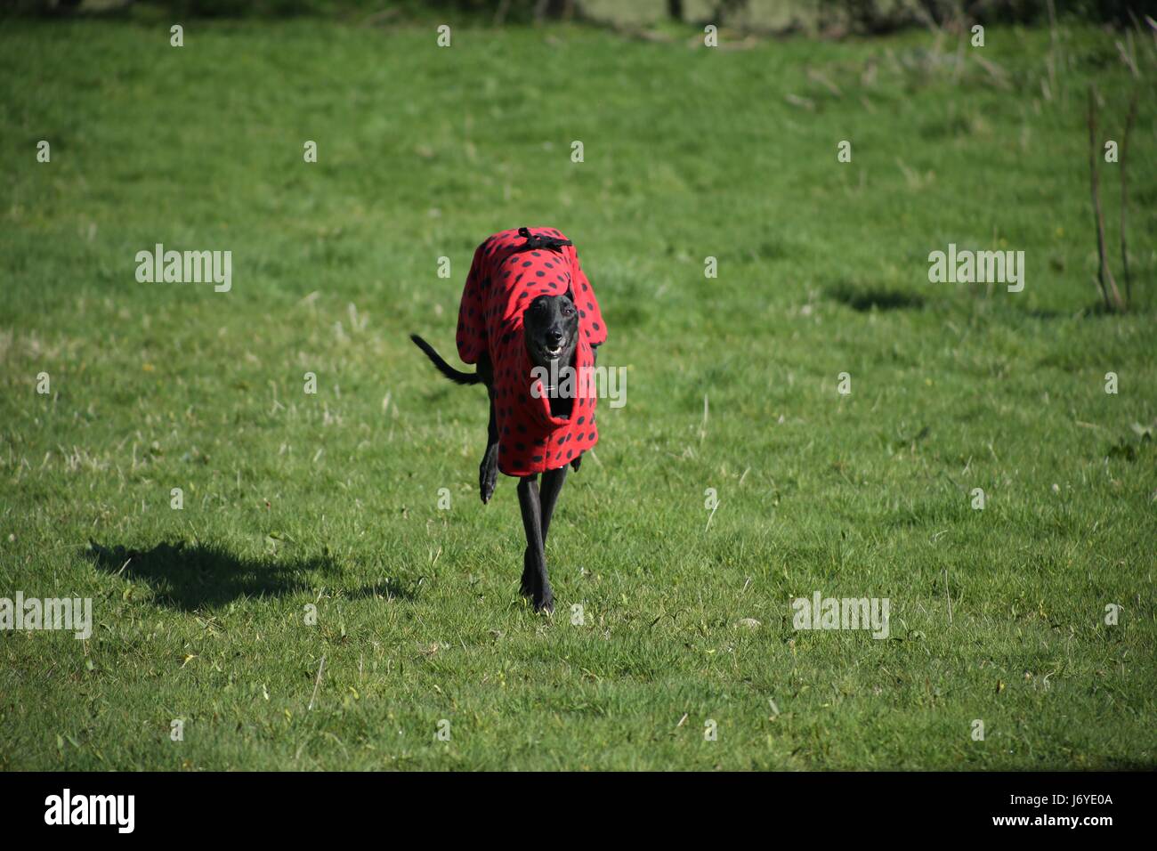 Retired greyhound walk hi-res stock photography and images - Alamy