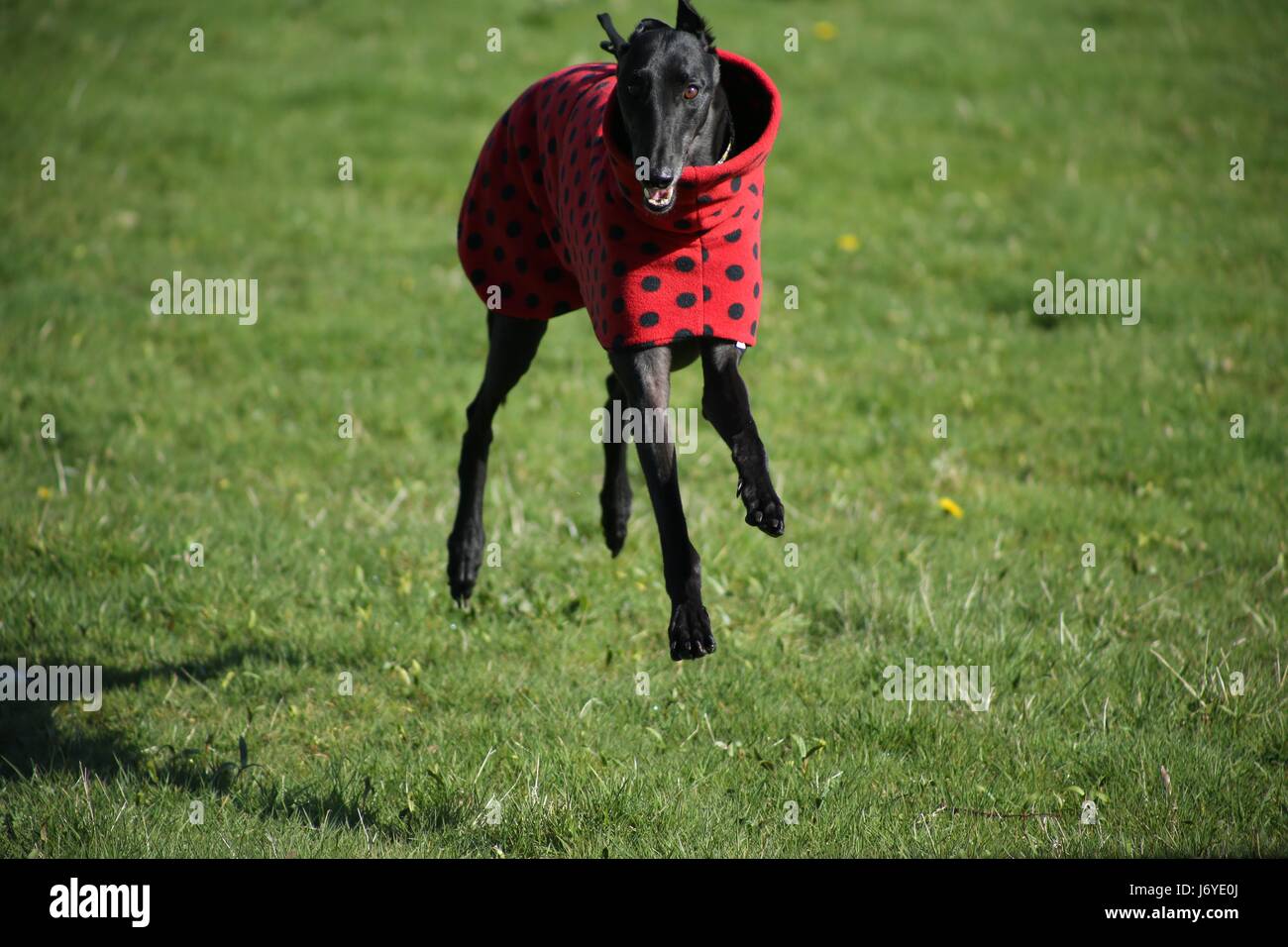 Black greyhound field hi-res stock photography and images - Alamy