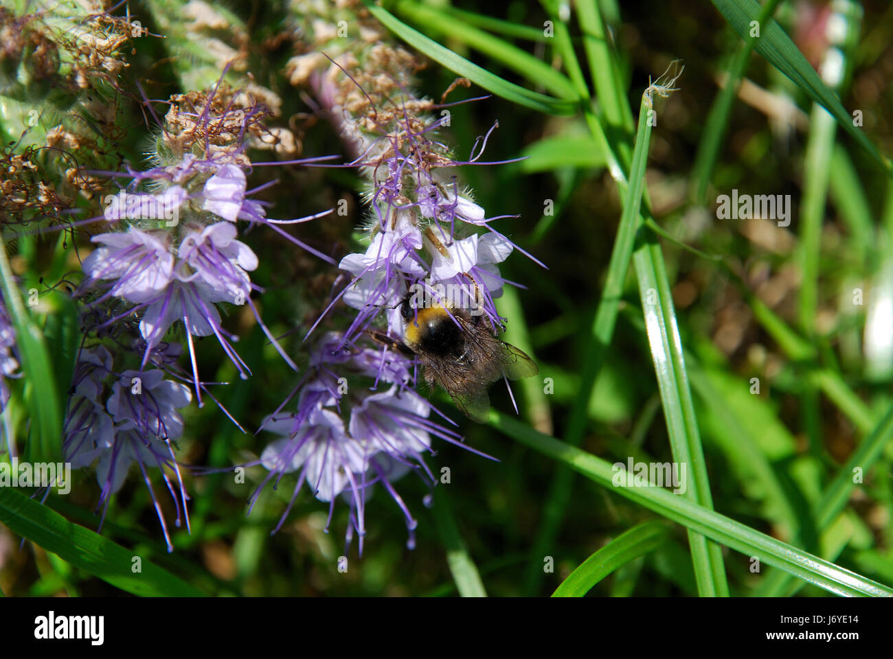 insect flower plant bumblebee bloom blossom flourish flourishing nectar ...
