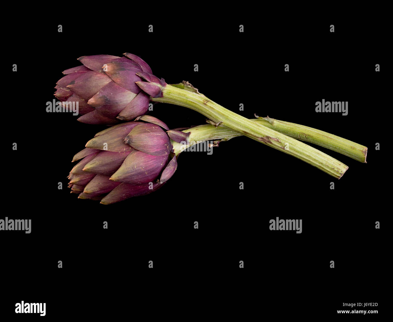Purple artichoke. Healthy vegetable, high in cynarin,folate ...
