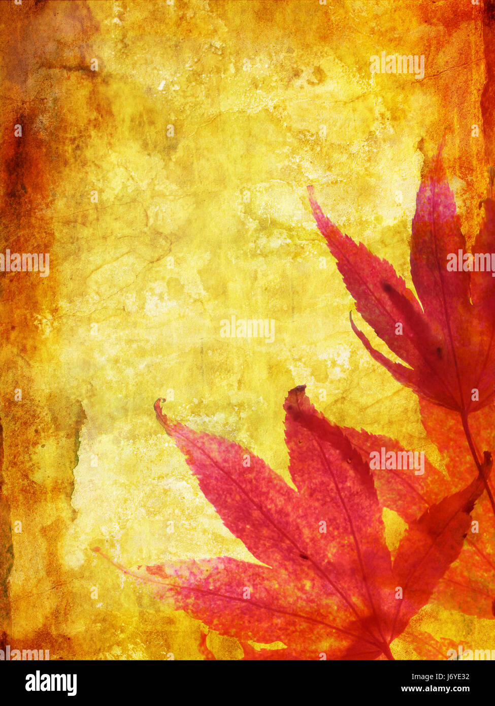 antique maple abstract wallpaper old backdrop background texture leaf ...
