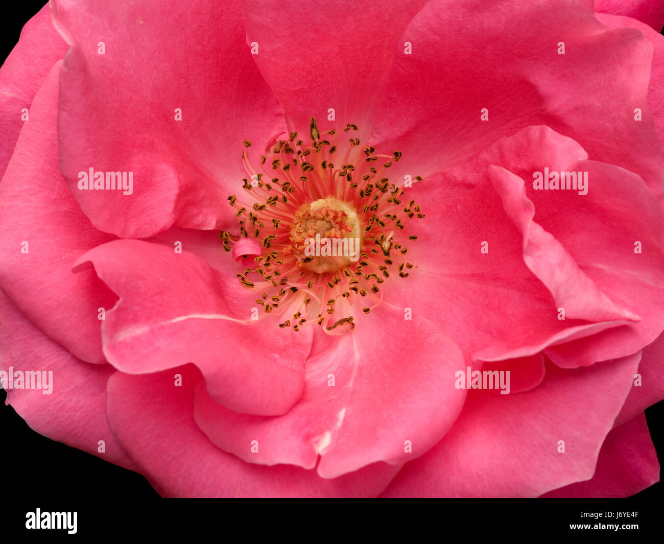 Anatomy of marriage hi-res stock photography and images - Alamy